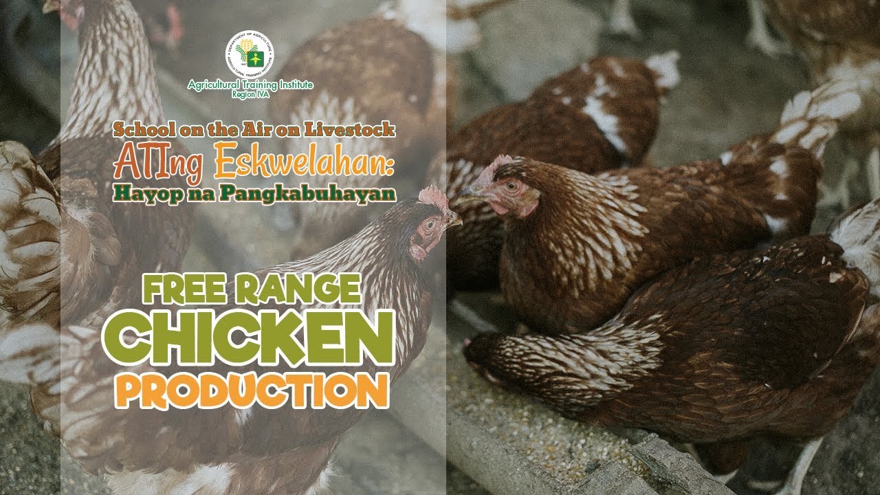 Free Range Chicken Production Part 1 YouTube free-range-chicken-production-part-1-youtube