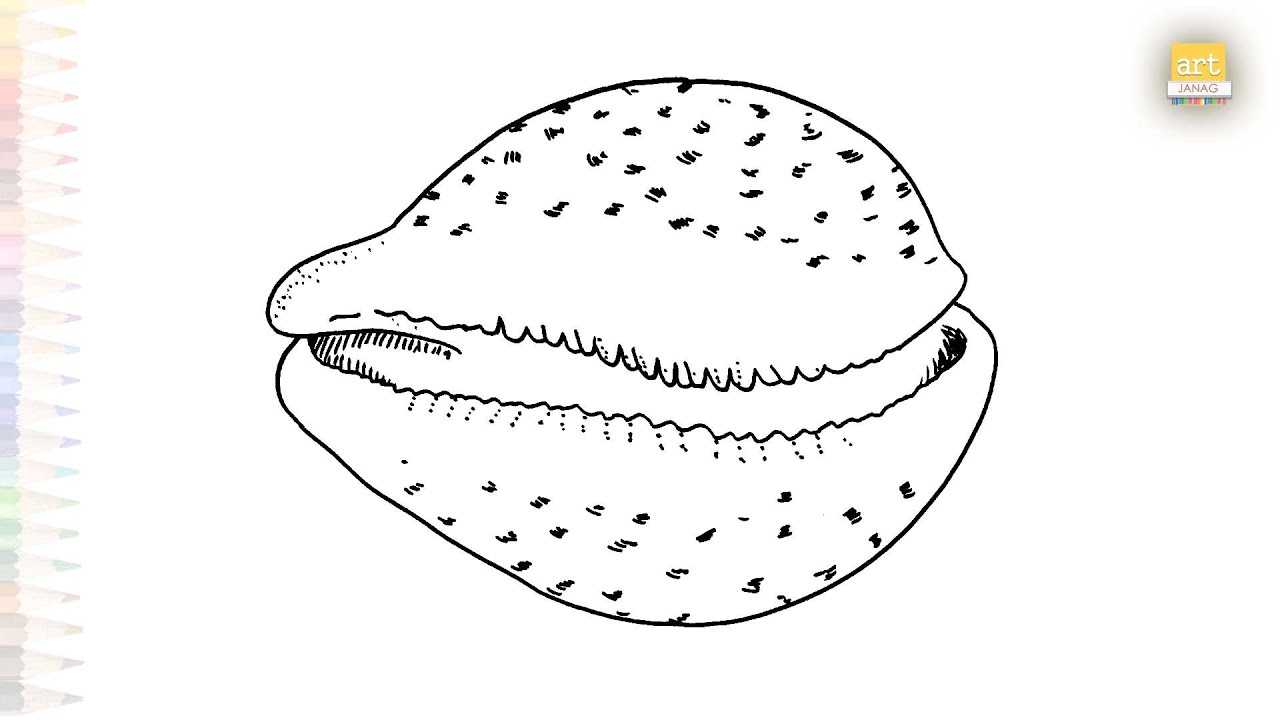 Cowrie drawing easy | Outline sketches | How to draw A Sea shell Cowrie ...