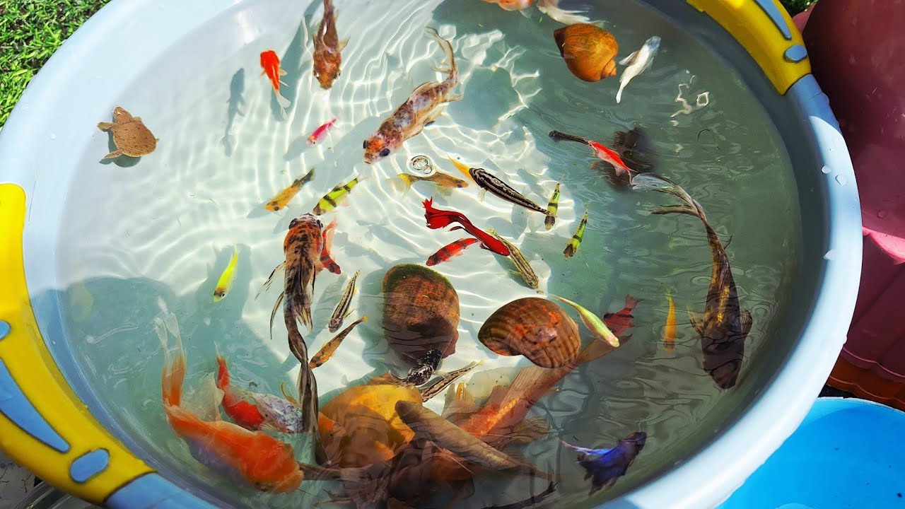 Menangkap banyak ikan hias ke akuarium, ikan cupang,molly labi labi ...