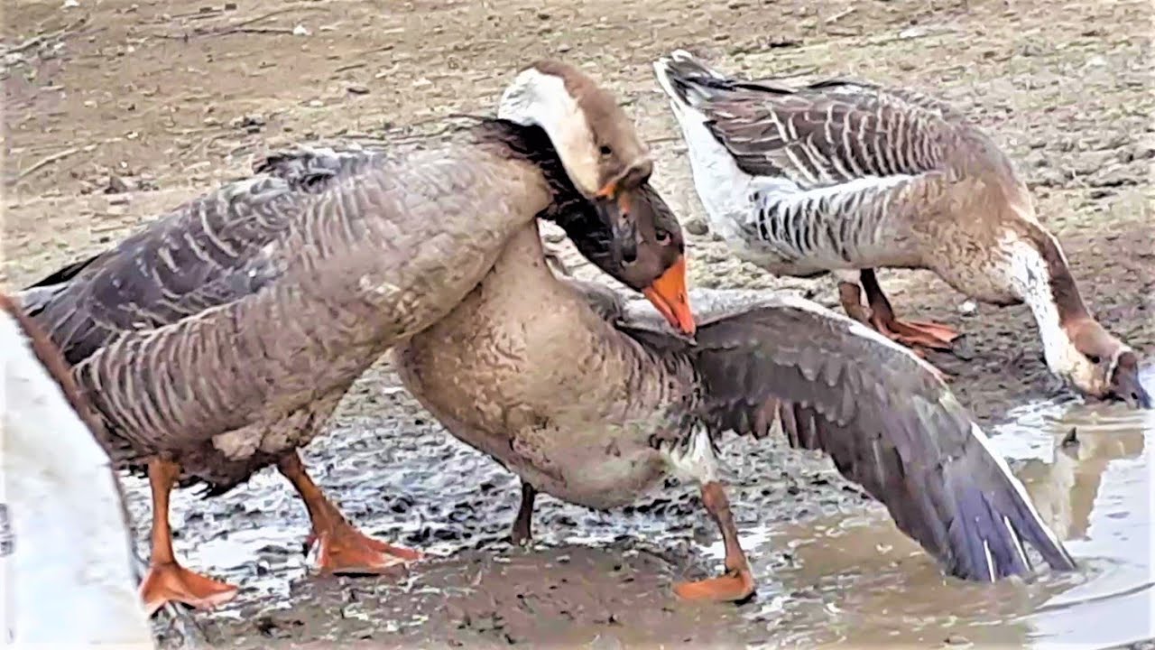 MALE VS MALE TOULOUSE GEESE VS AFRICAN GEESE IN THE BACKYARD - YouTube