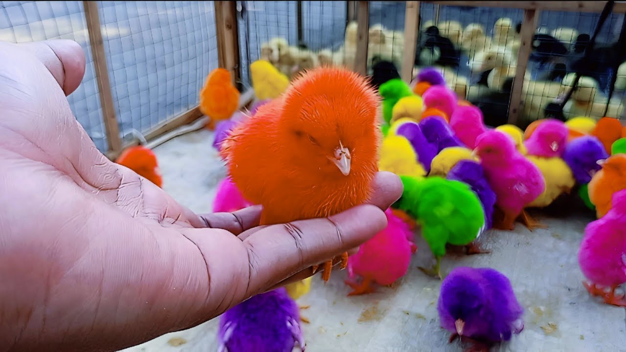 Ayam Lucu Banget Video Paling Lucu | Learning Colors with Funny ...