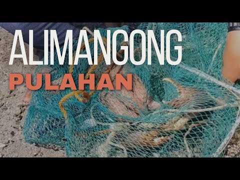 Paano manghuli ng alimangong Pulahan gamit ang Bubo | Alimango farming ...