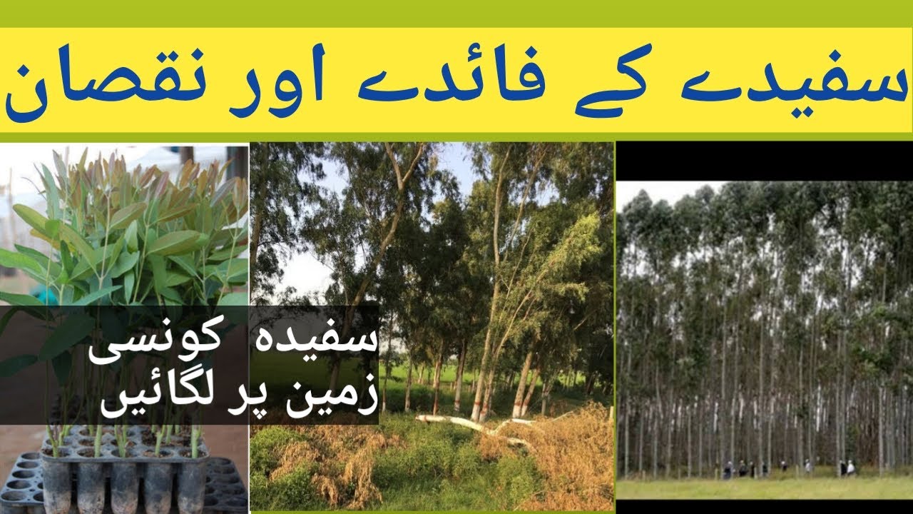 sufaida(Eucalyptus)ky faida or Nuksan/Sufaida farming/سفیدے کے فائدے ...