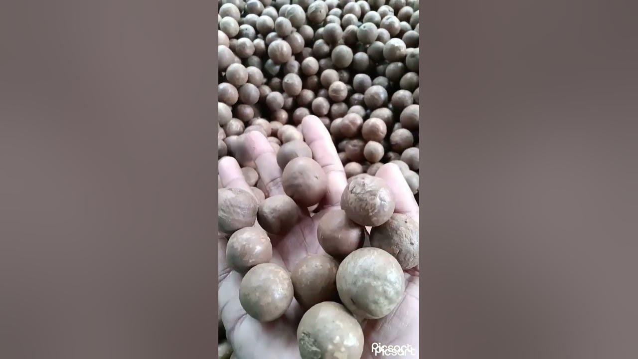 macadamia seed #plant call me 7896444842 - YouTube
