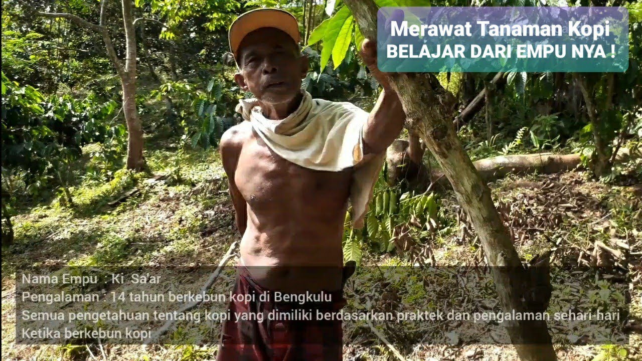 Mengenal Jenis-Jenis Pertunasan Pada Pohon Kopi Robusta, Belajar dari ...