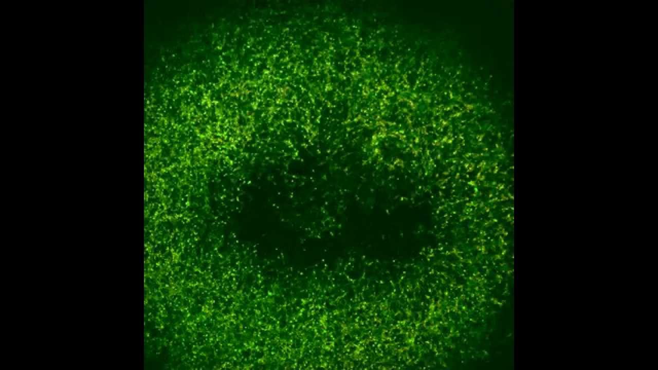 Visualizing electrical activity in cells using a GFP-based voltage ...