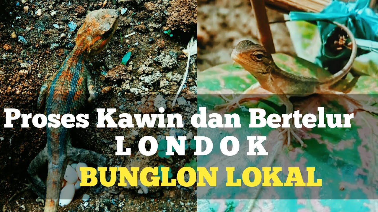 BUNGLON LOKAL ATAU LONDOK | PROSES KAWIN DAN BERTELUR - YouTube