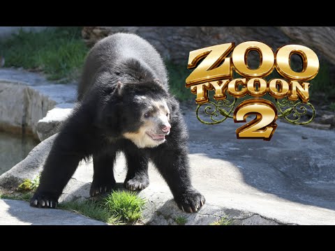 Zoo Tycoon 2: Spectacled Bear Exhibit Speed Build - YouTube