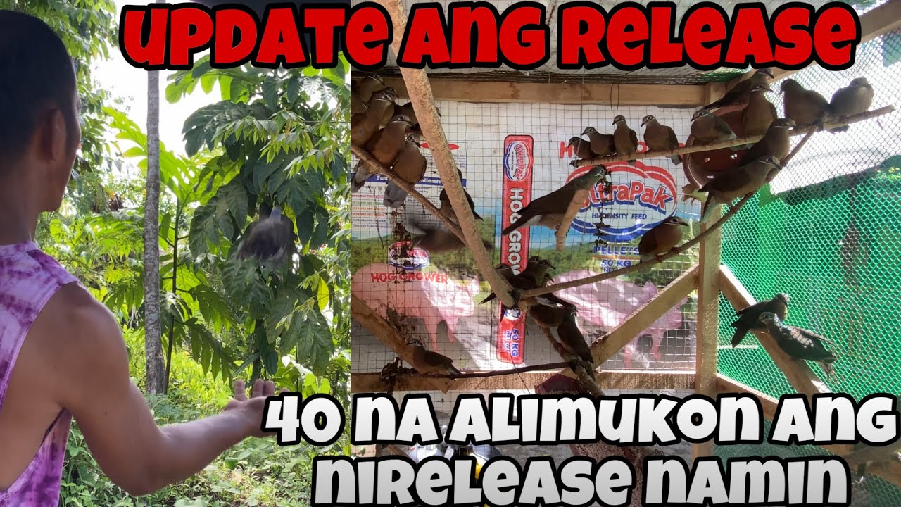 ALIMUKON OR WHITE eared brown-dove || it's time for release - YouTube