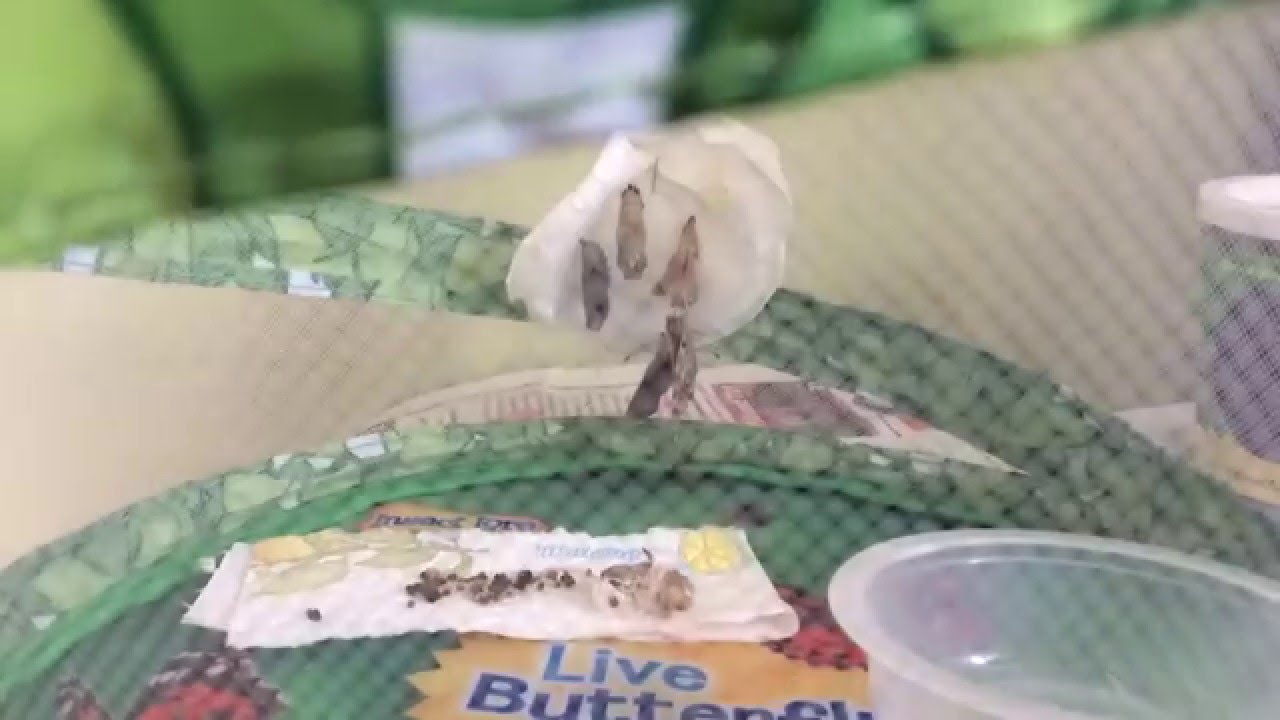 Butterflies hatching from cocoons - live butterflies (timelapse) - YouTube