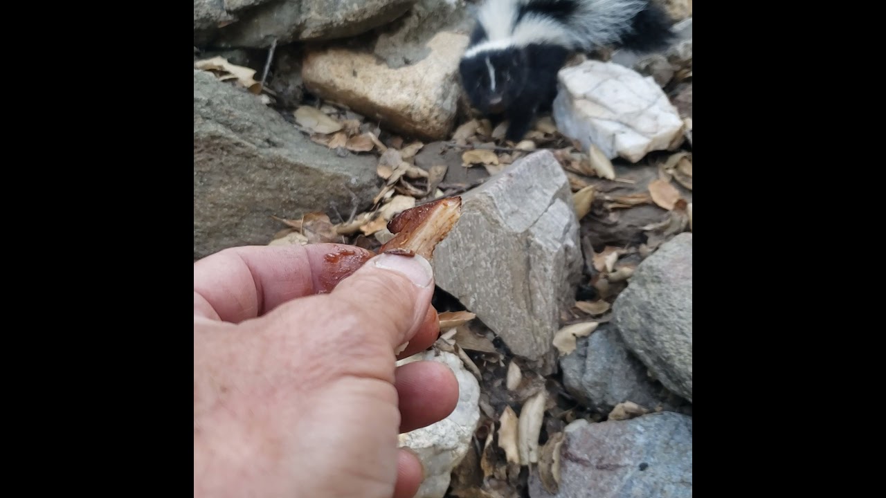 Friendly Skunk - YouTube