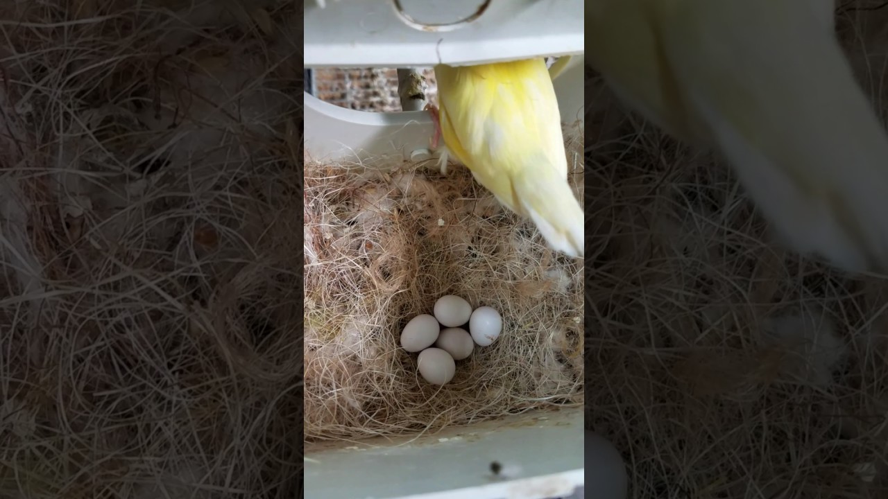 Gouldian finch hen with eggs - YouTube