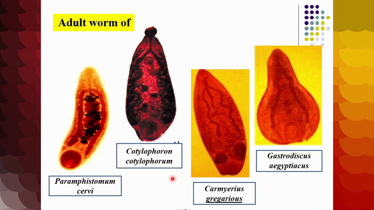 4- Laboratory revision of Veterinary Helminthology - YouTube