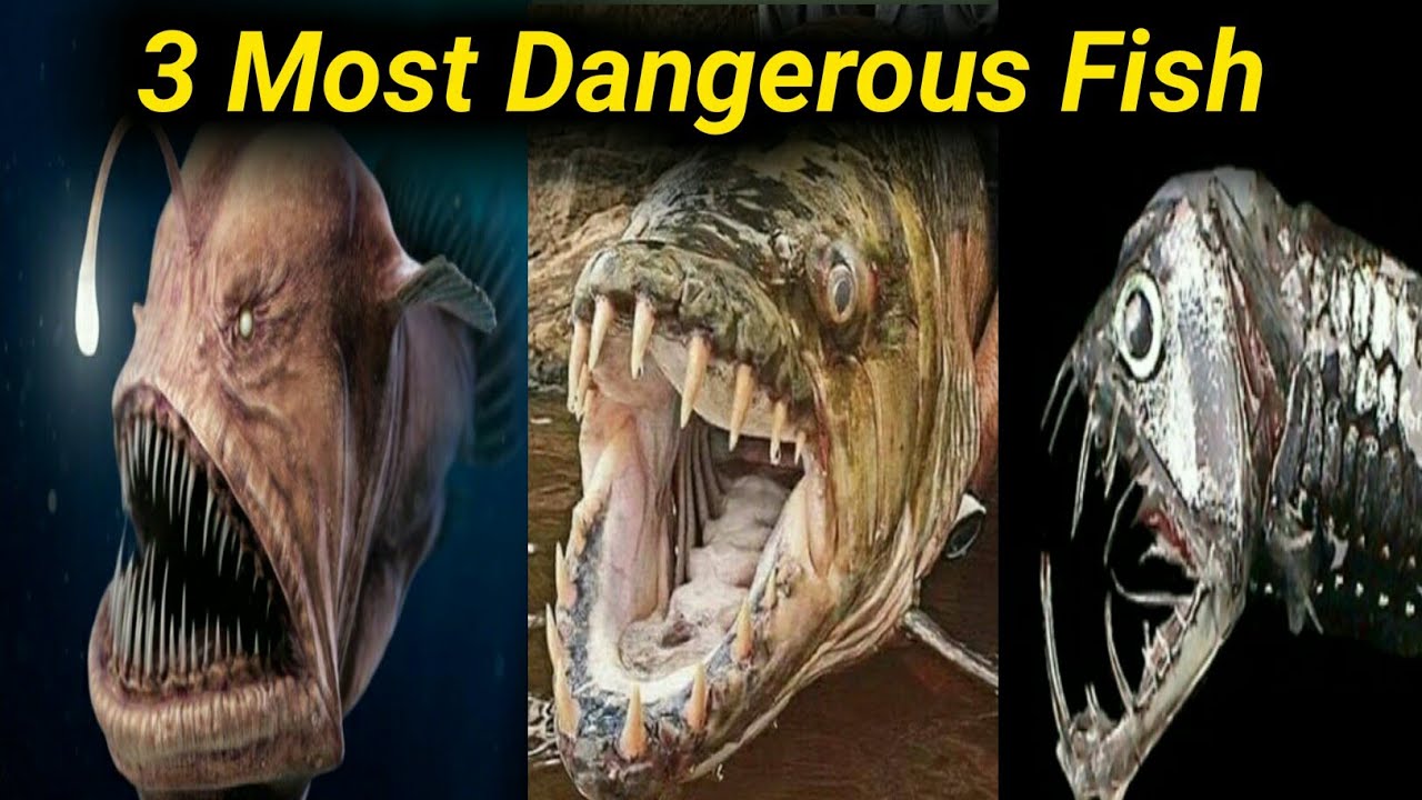 3 Most Dangerous Fish || fish || fish attack - YouTube