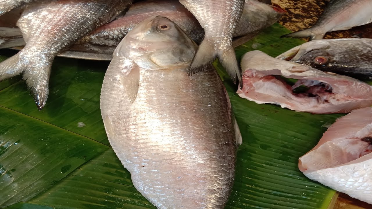 Elisha fish cutting |Elisha fish cutting skills|Elisha fish cutting ...