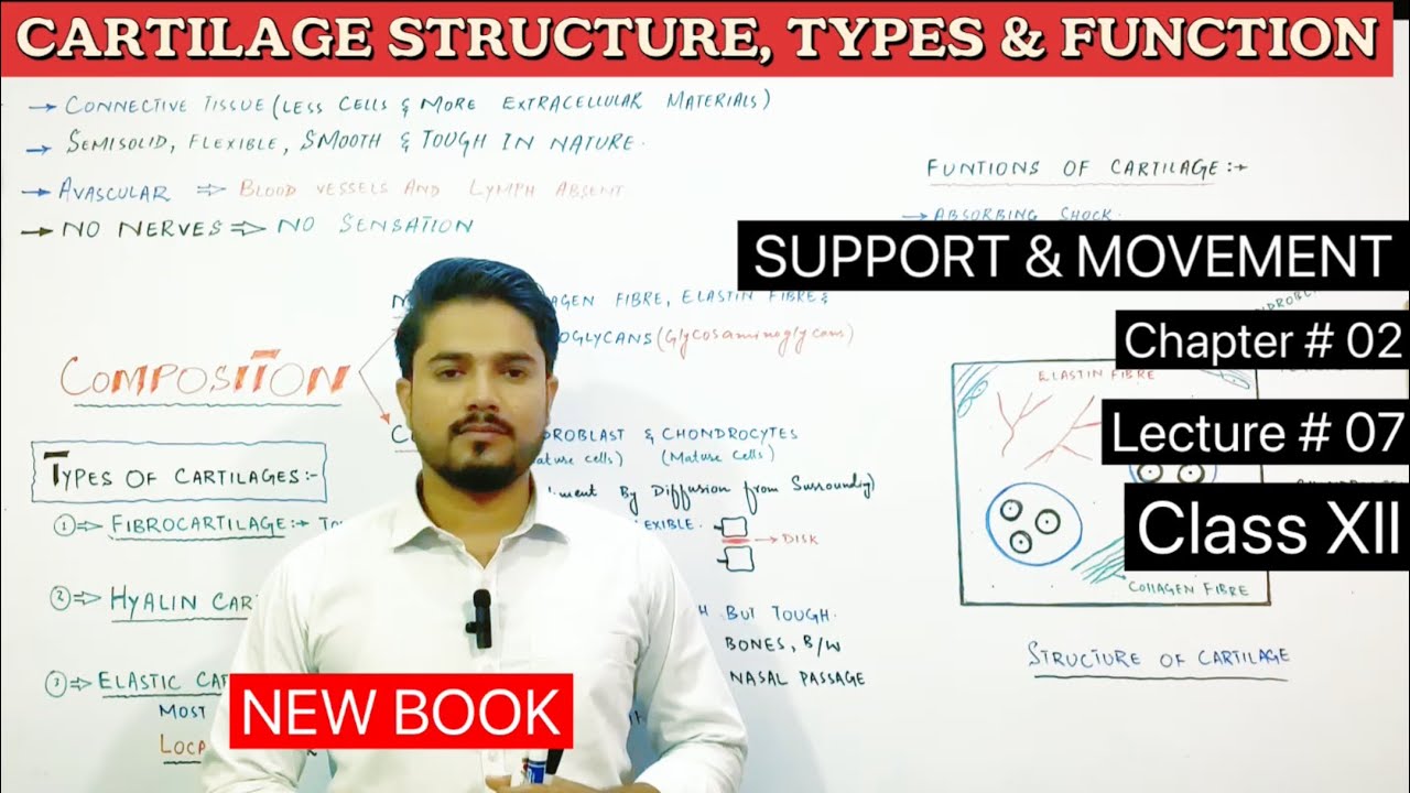 Cartilage and its types l Fibrocartilage, Hyalin cartilage & Elastic ...