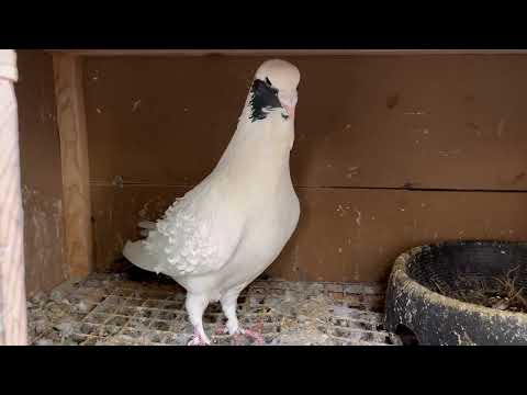 Kümeste Son Durum ( Bahçede Güvercin Besleme )