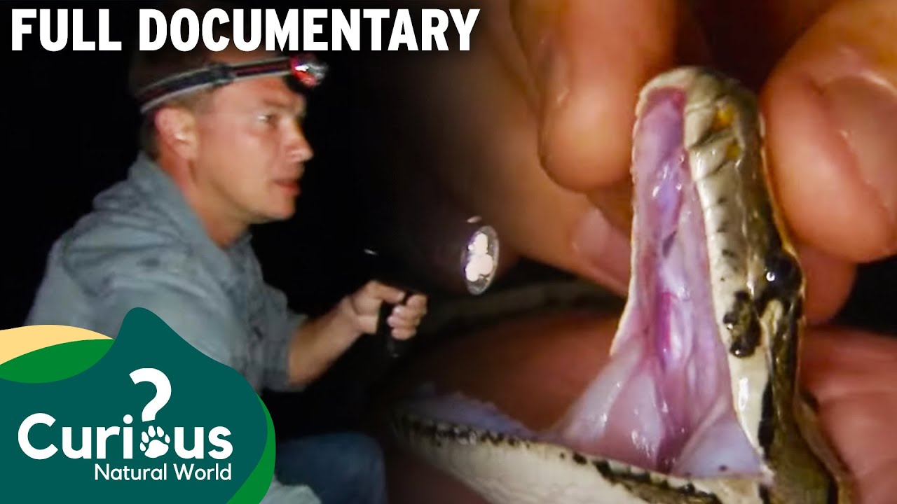 The Burmese Python Invasion Full Documentary Python Hunters Youtube 4358