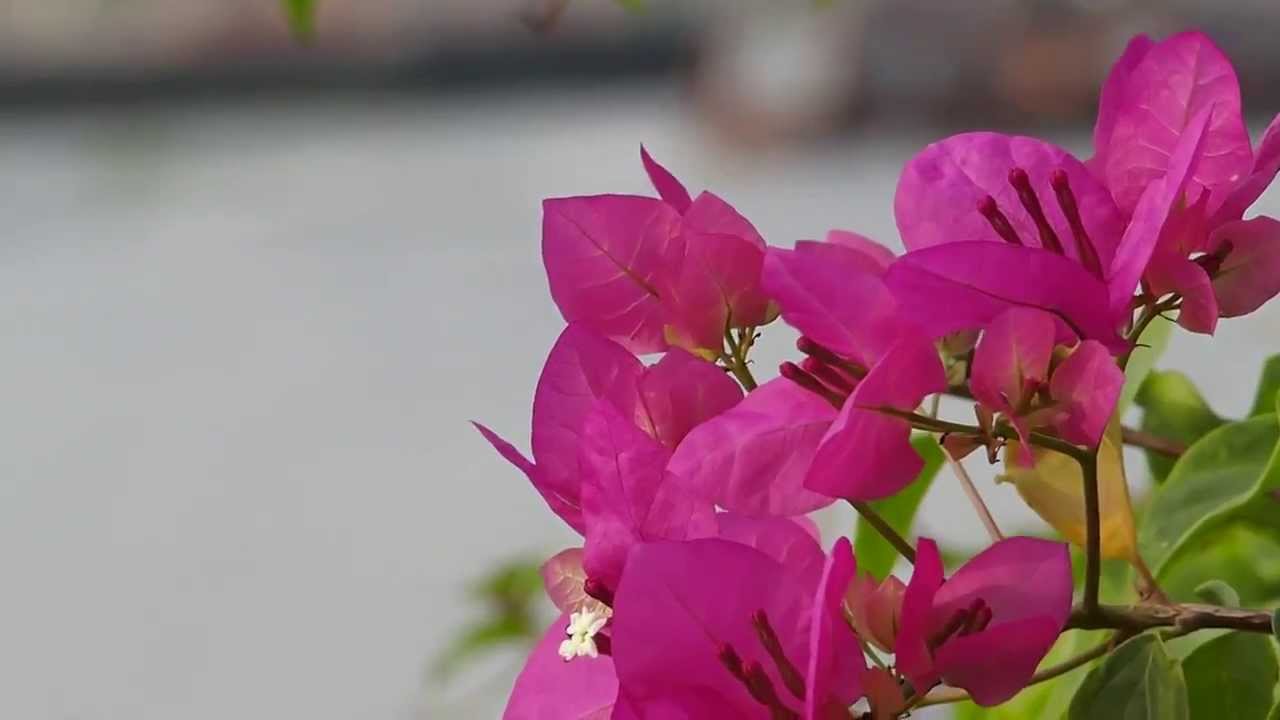 Olympus Stylus 1 Video Test