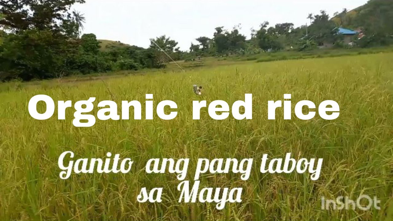 Ganito lang pang taboy ng Maya (Organic red rice malapit na ma ani ...