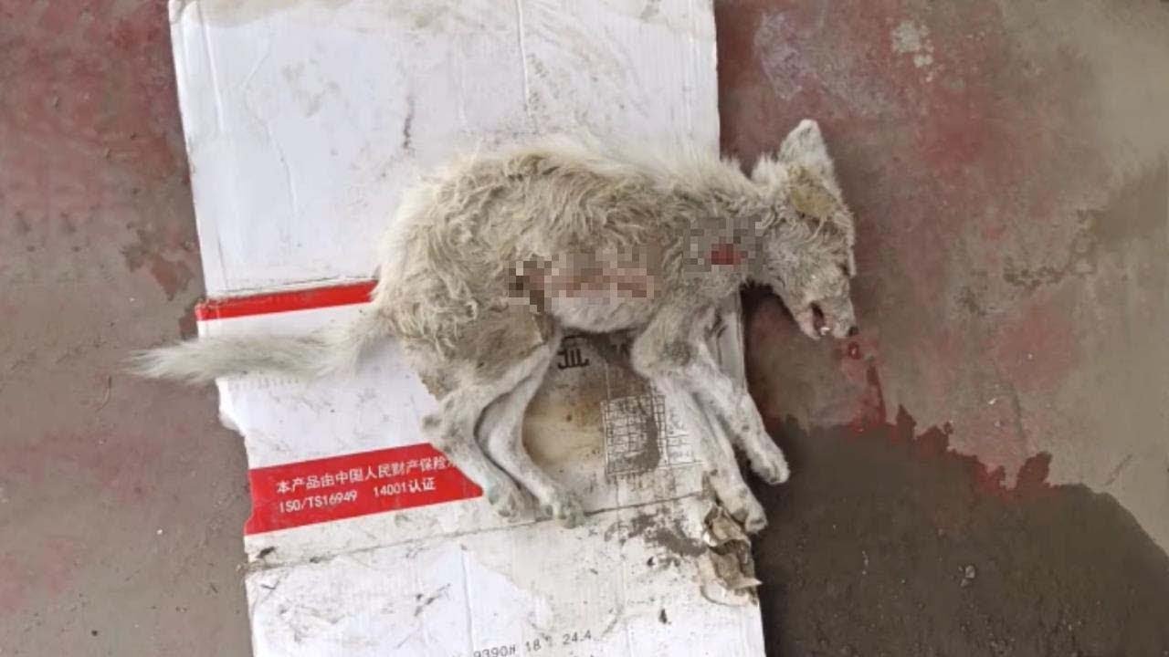 He Couldn't Stop Crying, Lied On The Street Hopelessly Begging For Help ...