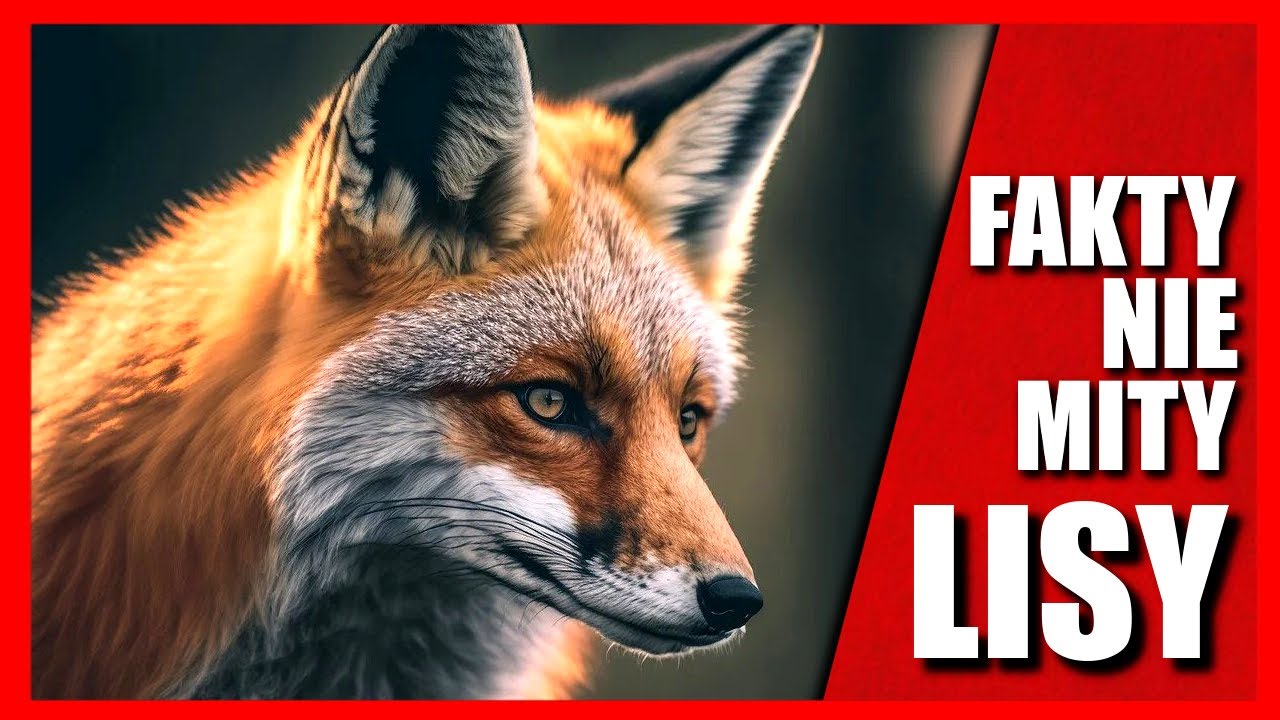 LISIE CIEKAWOSTKI - YouTube