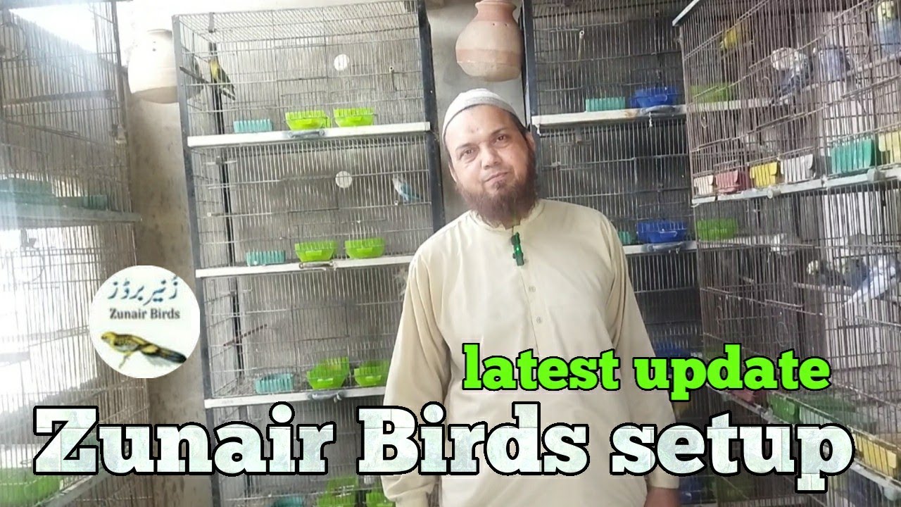 Zunair Birds setup latest update|lovebirds breed in July||Zunair Birds ...