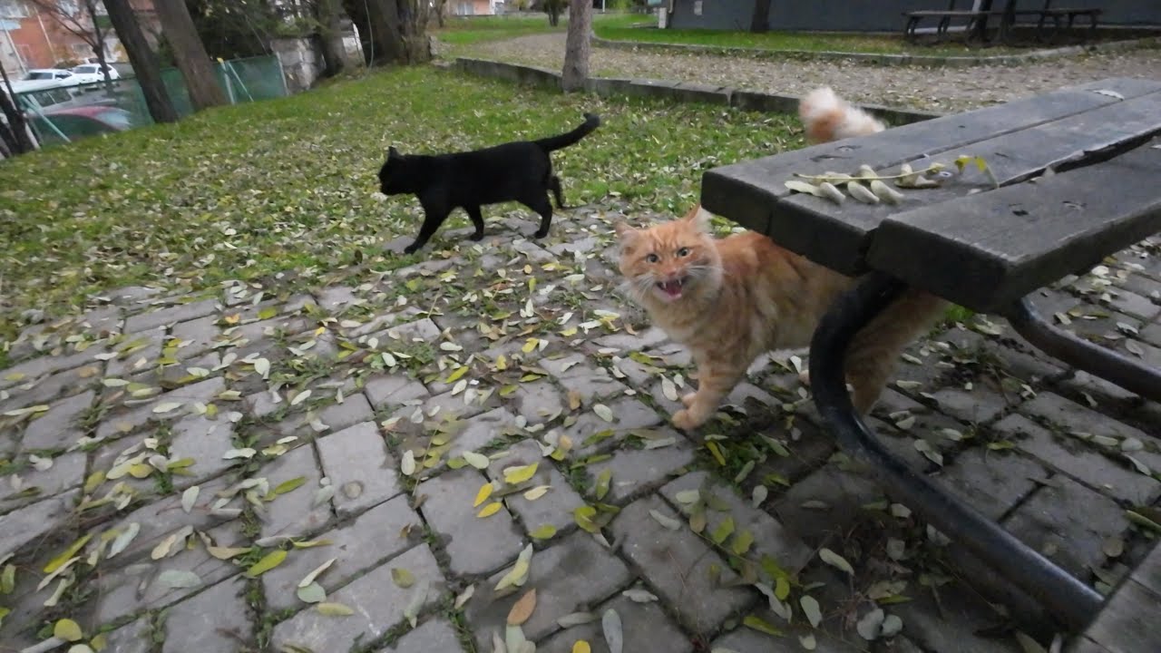 Stray Cats Greet Me with Meows - YouTube
