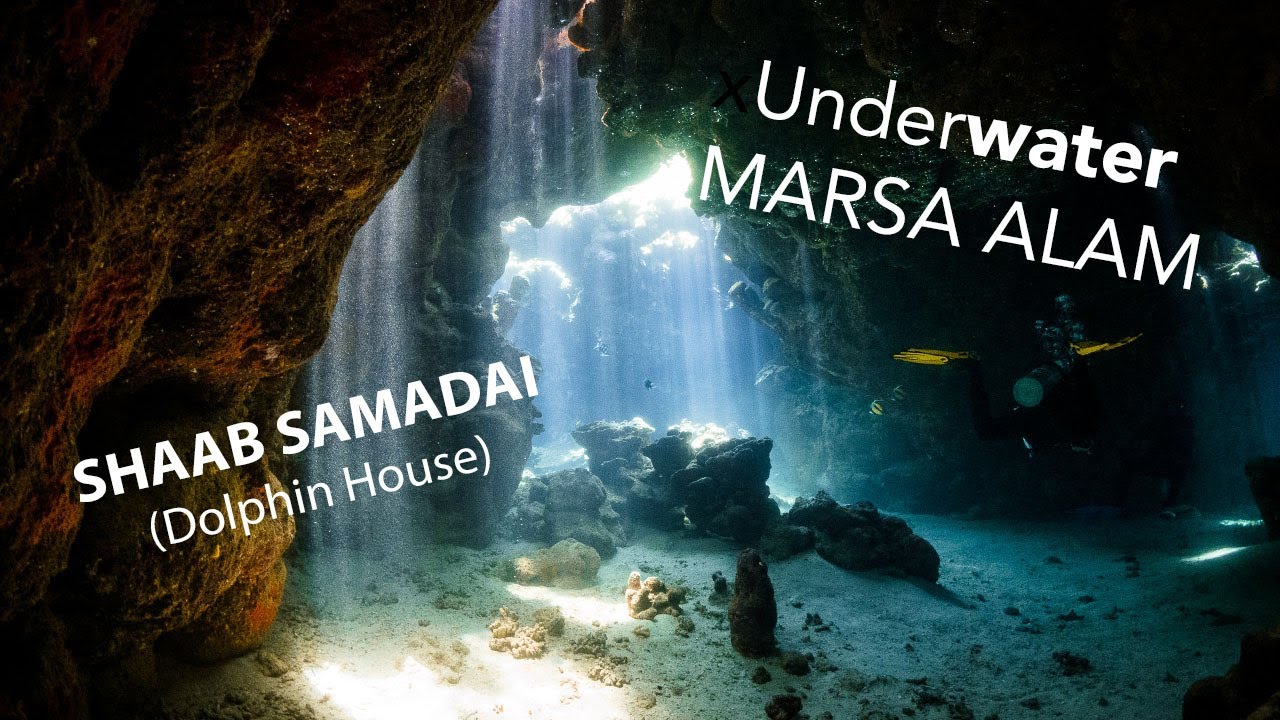 #divingdaniel - Marsa Alam - Diving at Shaab Samadai - YouTube