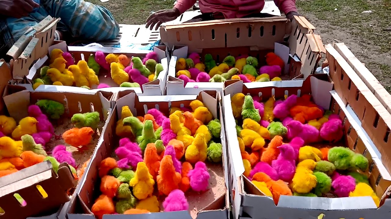 Chicken chicks of different colors ! Colored Chicks ! Colored chicken ...