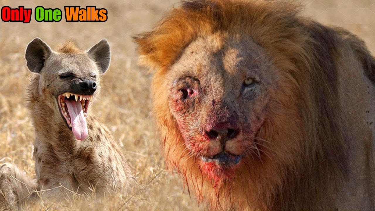 Top 10 Most Savage Animal Fights Ever Caught on Camera - YouTube