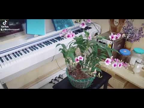 lan denro mini zaza - YouTube