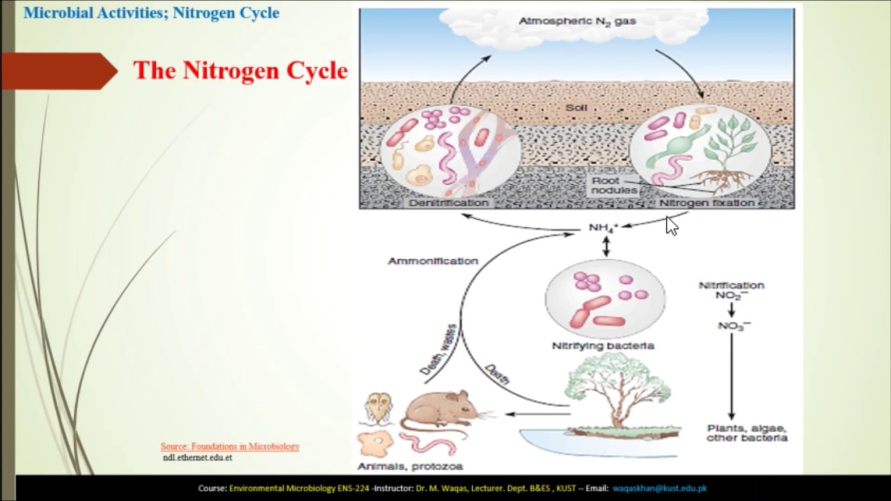 Microbial Activitis; Nitrogen Cycle || ENS-224 || Lecture 11 || by ...