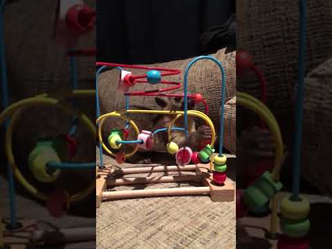 Baby Kinkajou Plays With Toys - YouTube