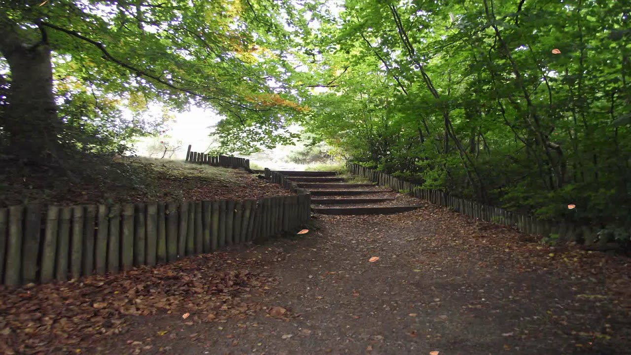 royalty free video loop screensaver forest path with falling leaves ...
