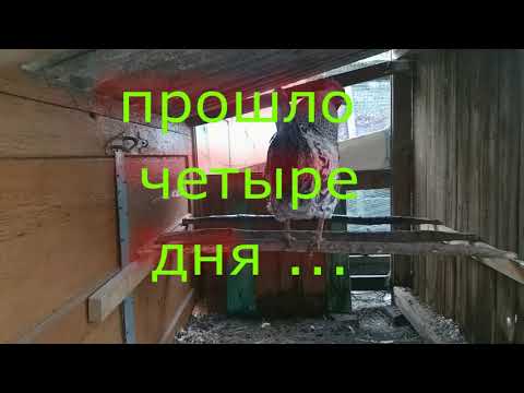 ПЕТУШИНЫЕ БОИ кто хозяин в курятнике? (две серии)