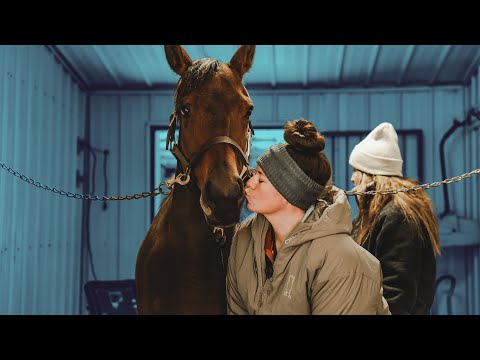 Two Horses Having Babies at the Same Time?? | ICSI Breeding