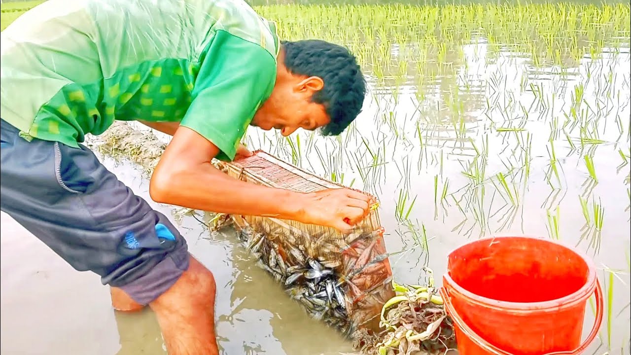 Amaizing Fishing Video | Fishing Trap | Traditional Fishing Technique ...