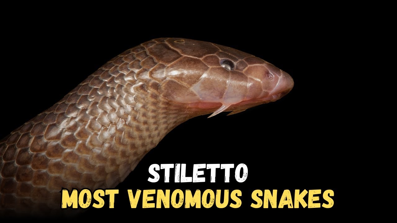 Stiletto Snake Atractaspis Bibronii, Ranked by venom, Venomous Snakes ...