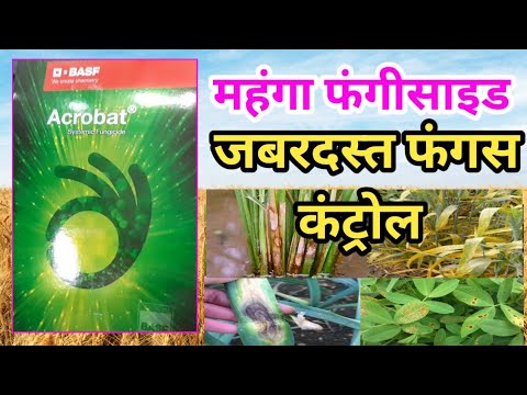 basf acrobat fungicide | acrobat fungicide | dimethomorph - YouTube