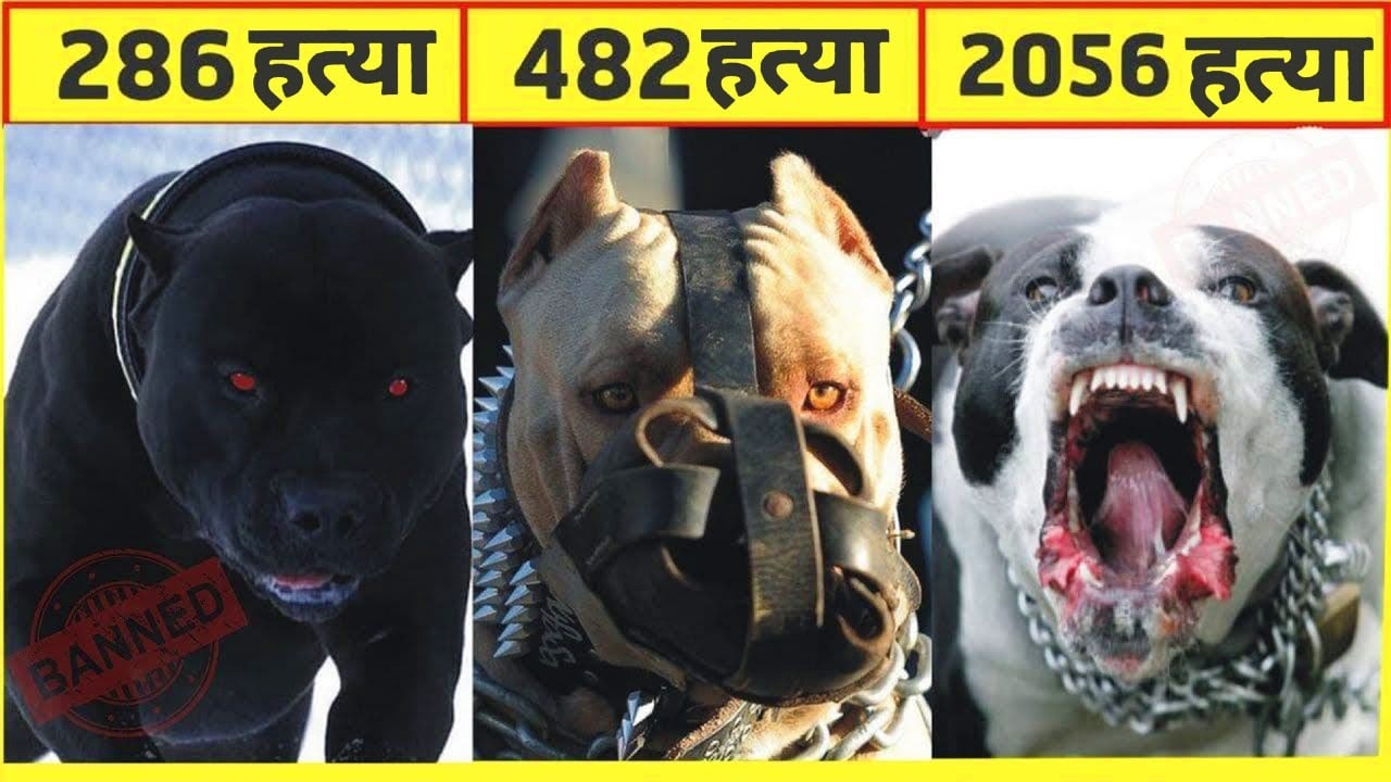 duniya ke sabse khatarnak kutte | Most Dangerous Dog Breeds in the ...