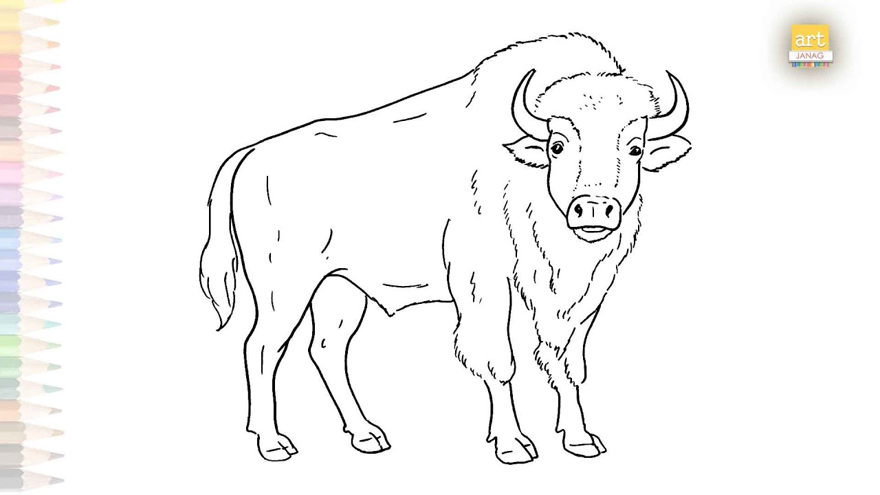 Discover the Surprising Trick to Realistic Bison Drawing | Draw easily ...
