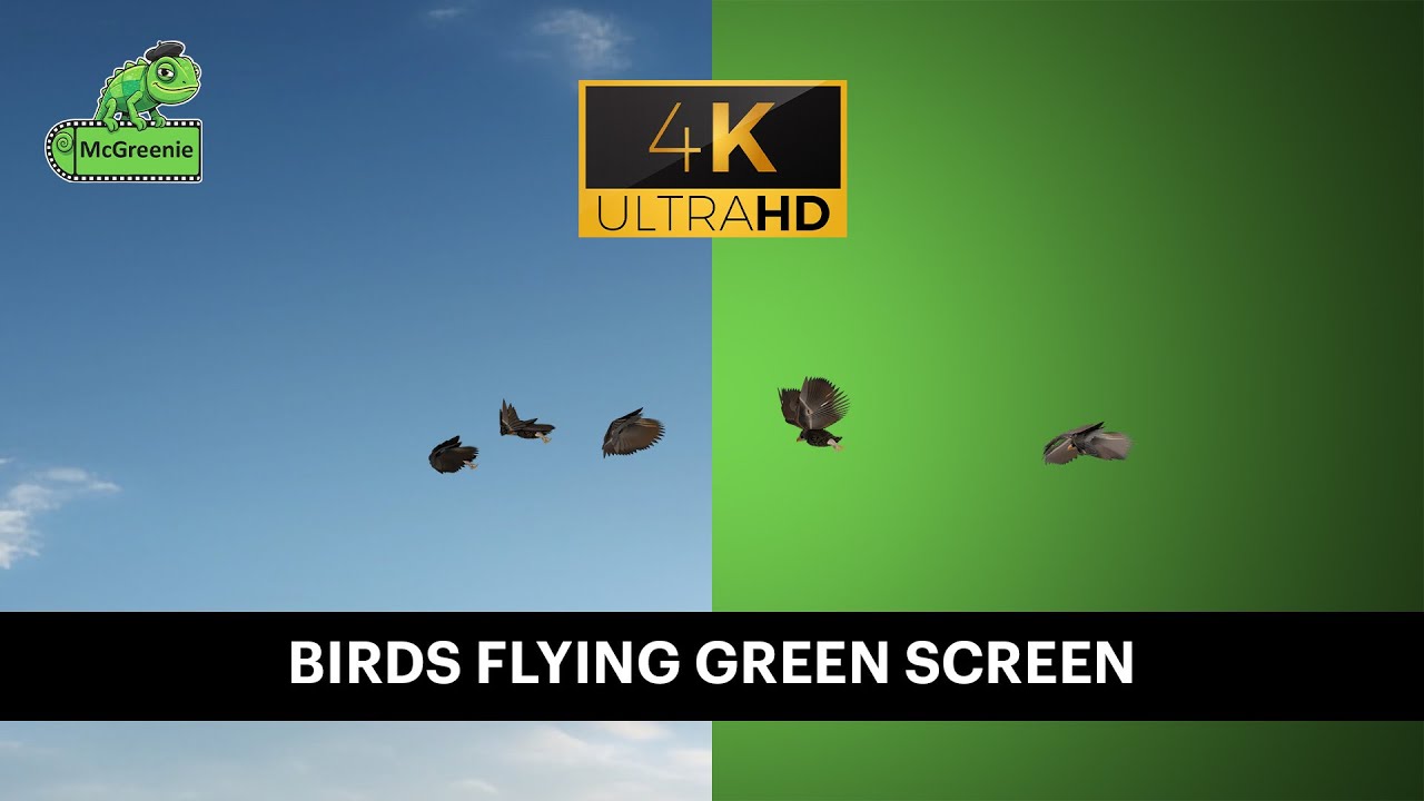 Birds Flying Green Screen | Free Video Editing Footage 4K - YouTube