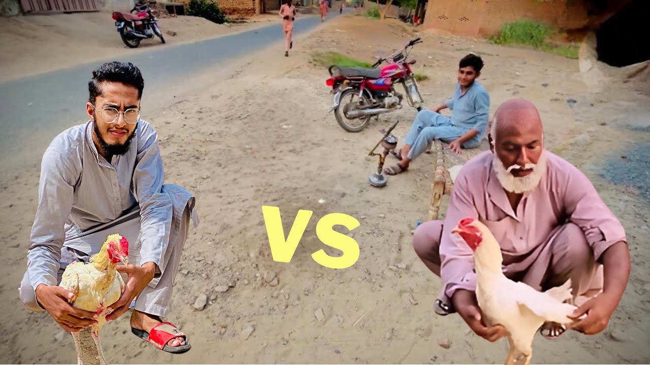 Aseel fight //aseel vs aseel// aseel murga fight 😌apna dera🥰 - YouTube