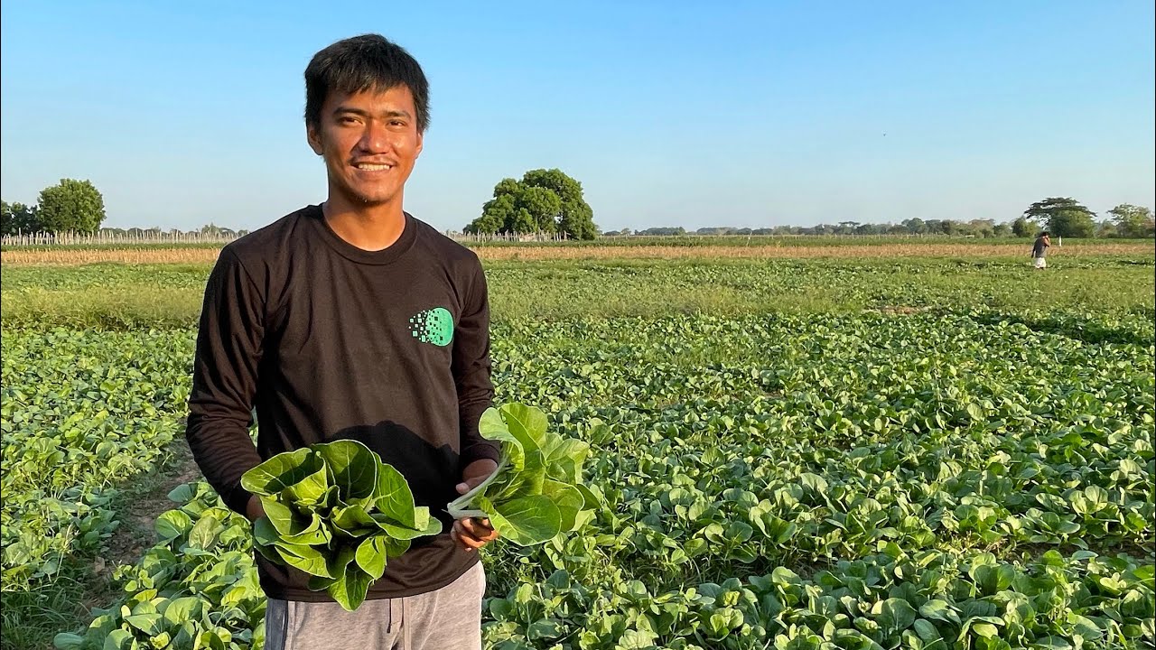 WOW! 2 MILLION in 1 HECTARE of PETCHAY in just 1 MONTH? - YouTube