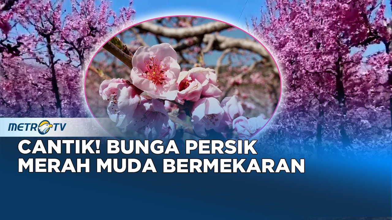 Bunga 'Peach Blossom' Bak di Film Animasi Barbie - YouTube