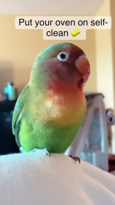 It’s important to be aware of household dangers #shorts #pet #petparrot #parrot #birdtricks ...