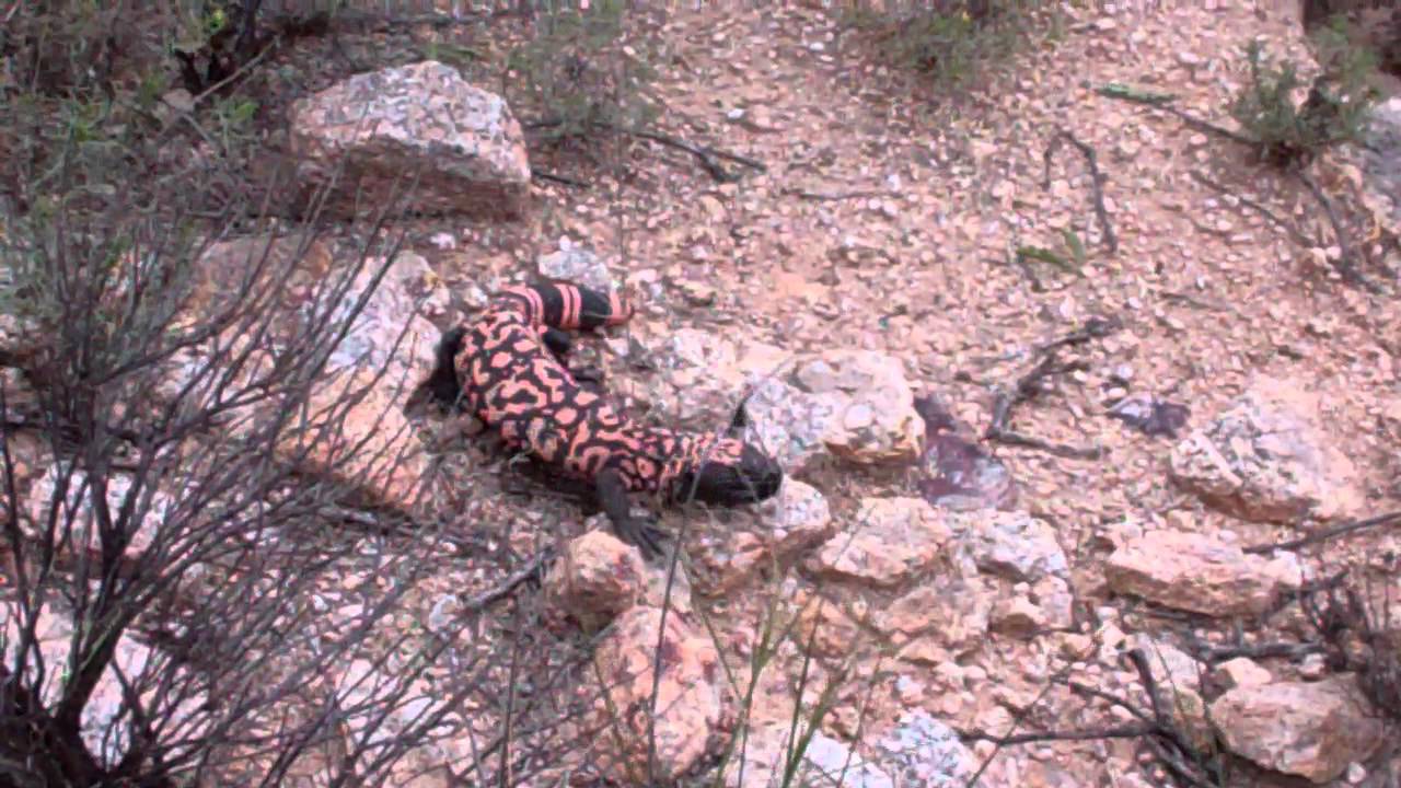 Angry Gila Monster on Chimney Rock Trail - YouTube