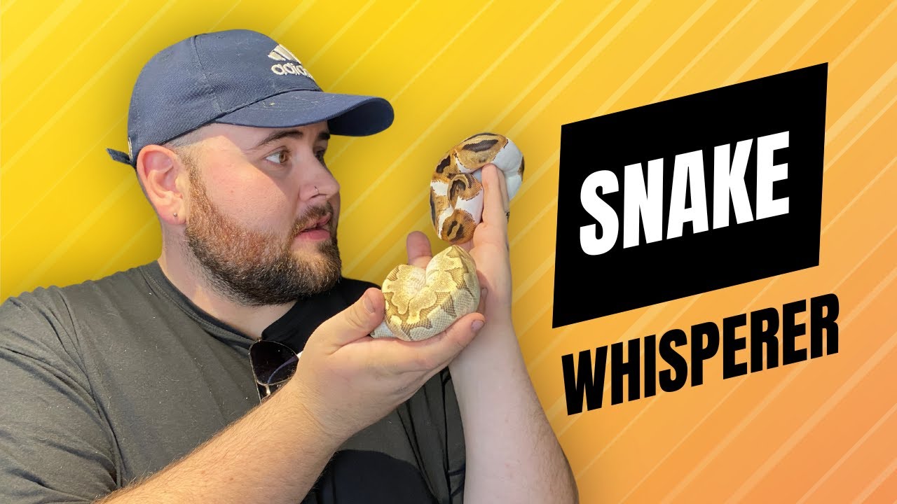 HOW TO HANDLE/TAME YOUR SNAKE (including "aggressive" snakes) - YouTube