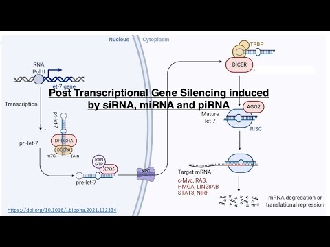 RNA interference: Post transcriptional gene silencing induced by siRNA ...